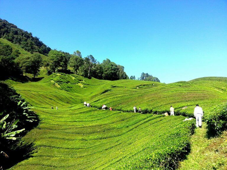 The History Of Tea And Tea Types